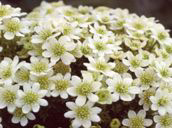 Clematis Marmoraria - Hardy Plant Nursery - Hartside Nursery Garden