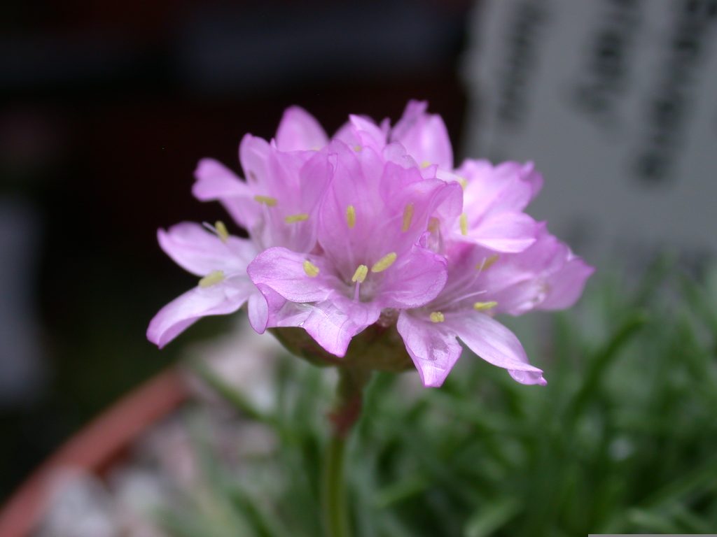 Armeria caespitosa 'Bevans variety' - Plants with Altitude